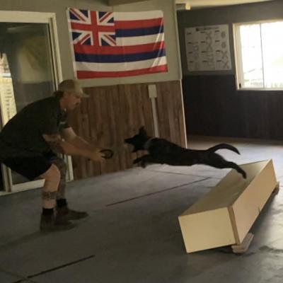 Bronson | Alldogs Security